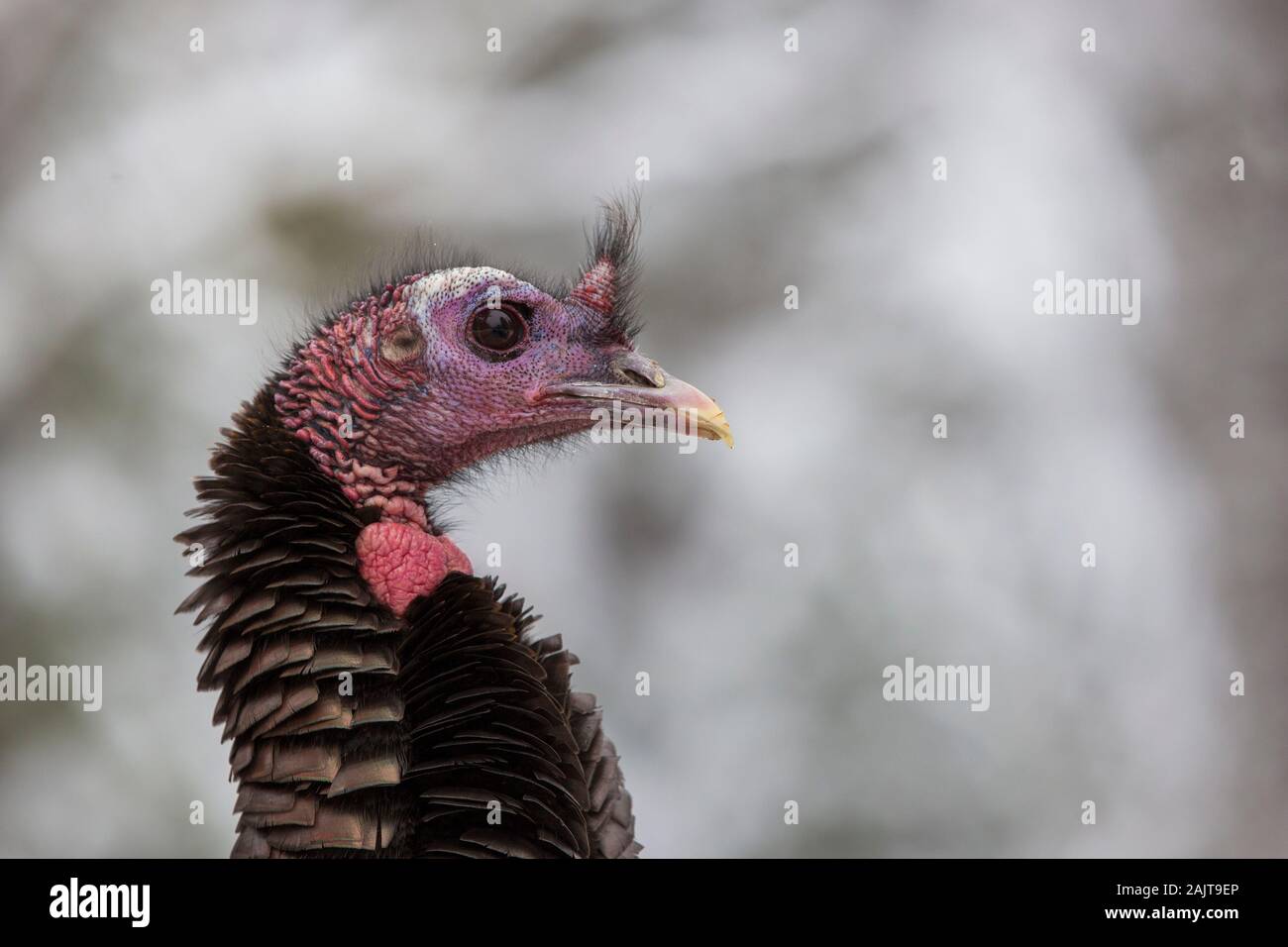 wild turkey in winter Stock Photo - Alamy