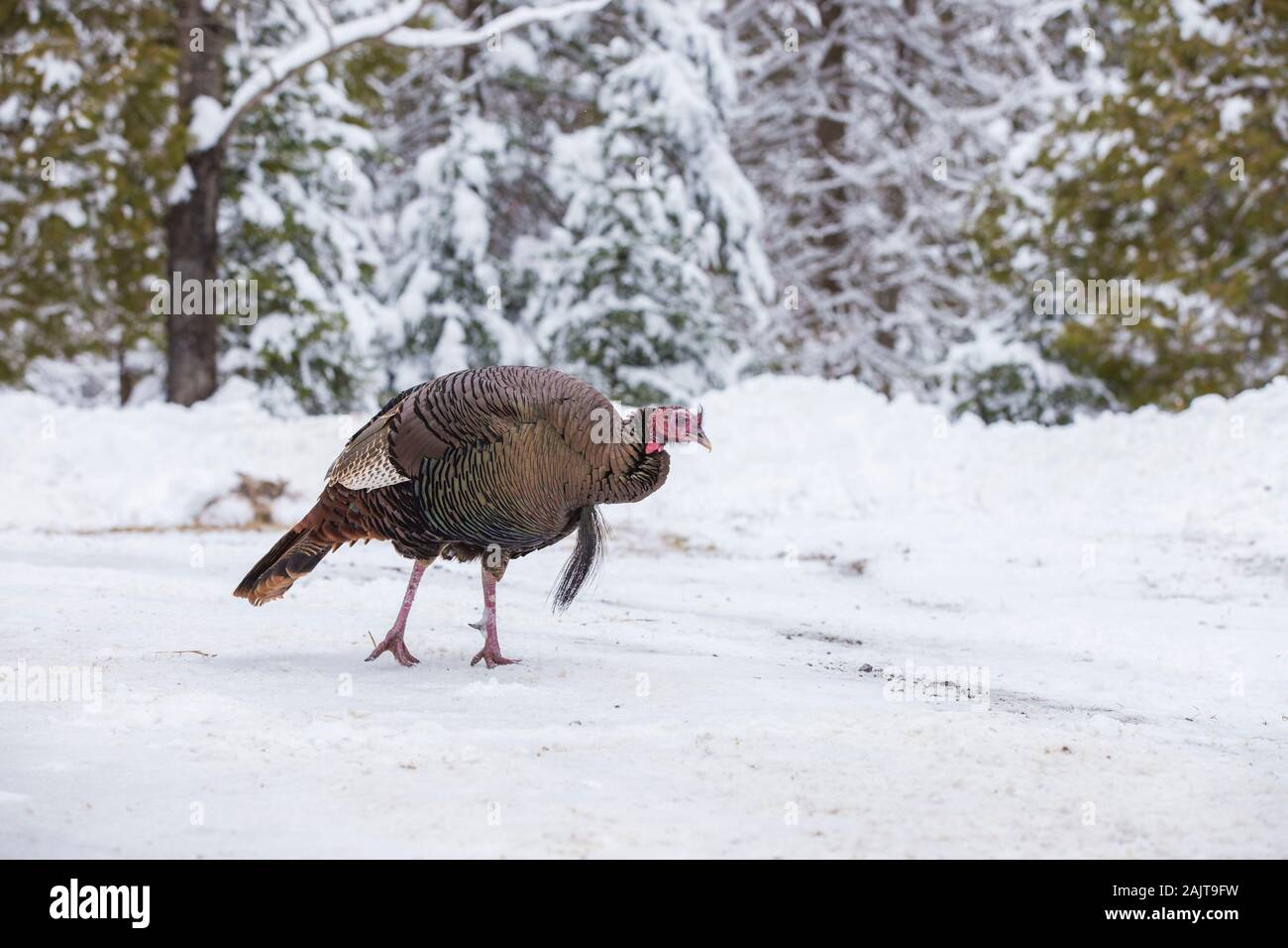 Methow valley winter hi-res stock photography and images - Alamy