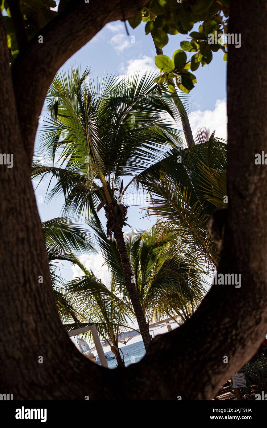 Dominican Palm tree 8 Stock Photo - Alamy