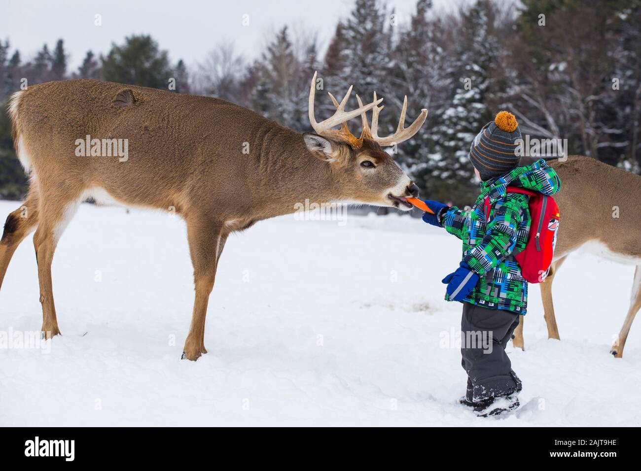 Cute toddler feeding deer Stock Photo - Alamy