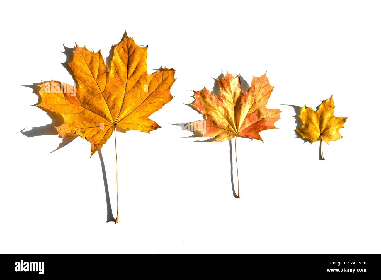 Different size of colorful autumn maple leaves in line on white ...