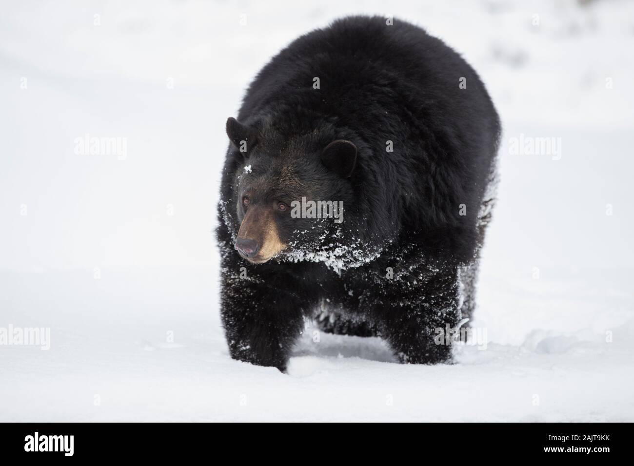 huge male black bear in winter Stock Photo - Alamy