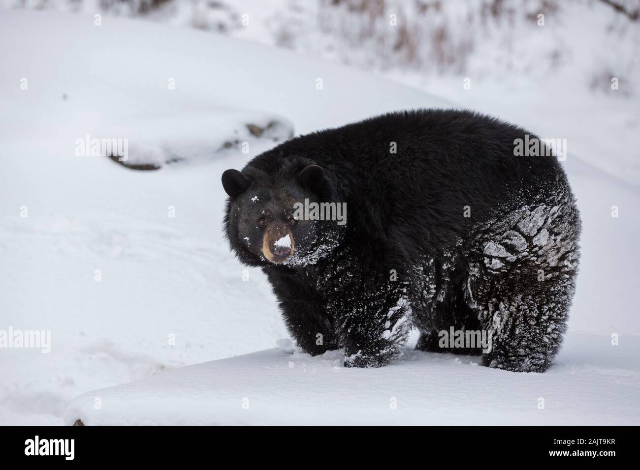huge male black bear in winter Stock Photo - Alamy