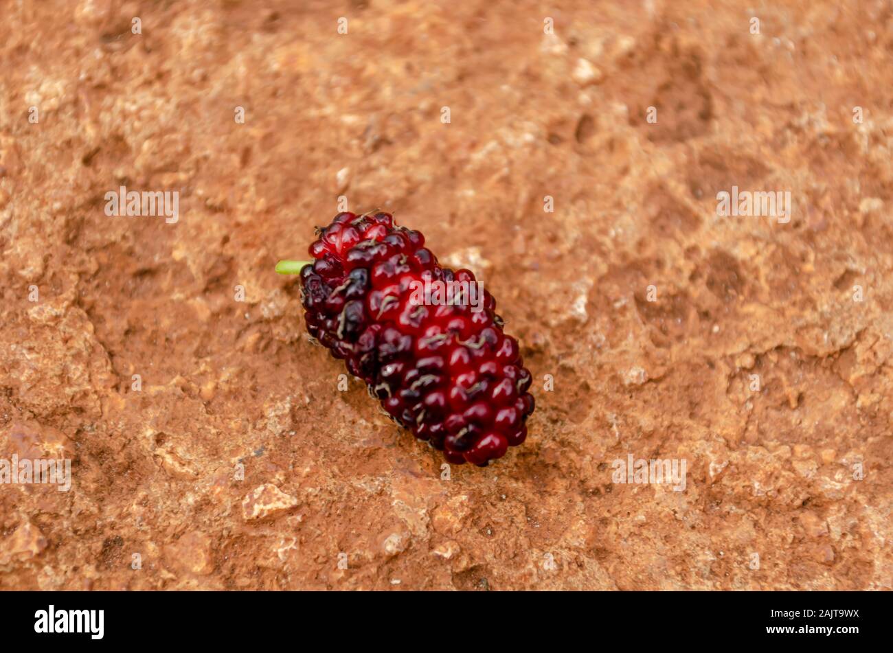 Mulberry Fruit On Concrete Surface Stock Photo - Alamy