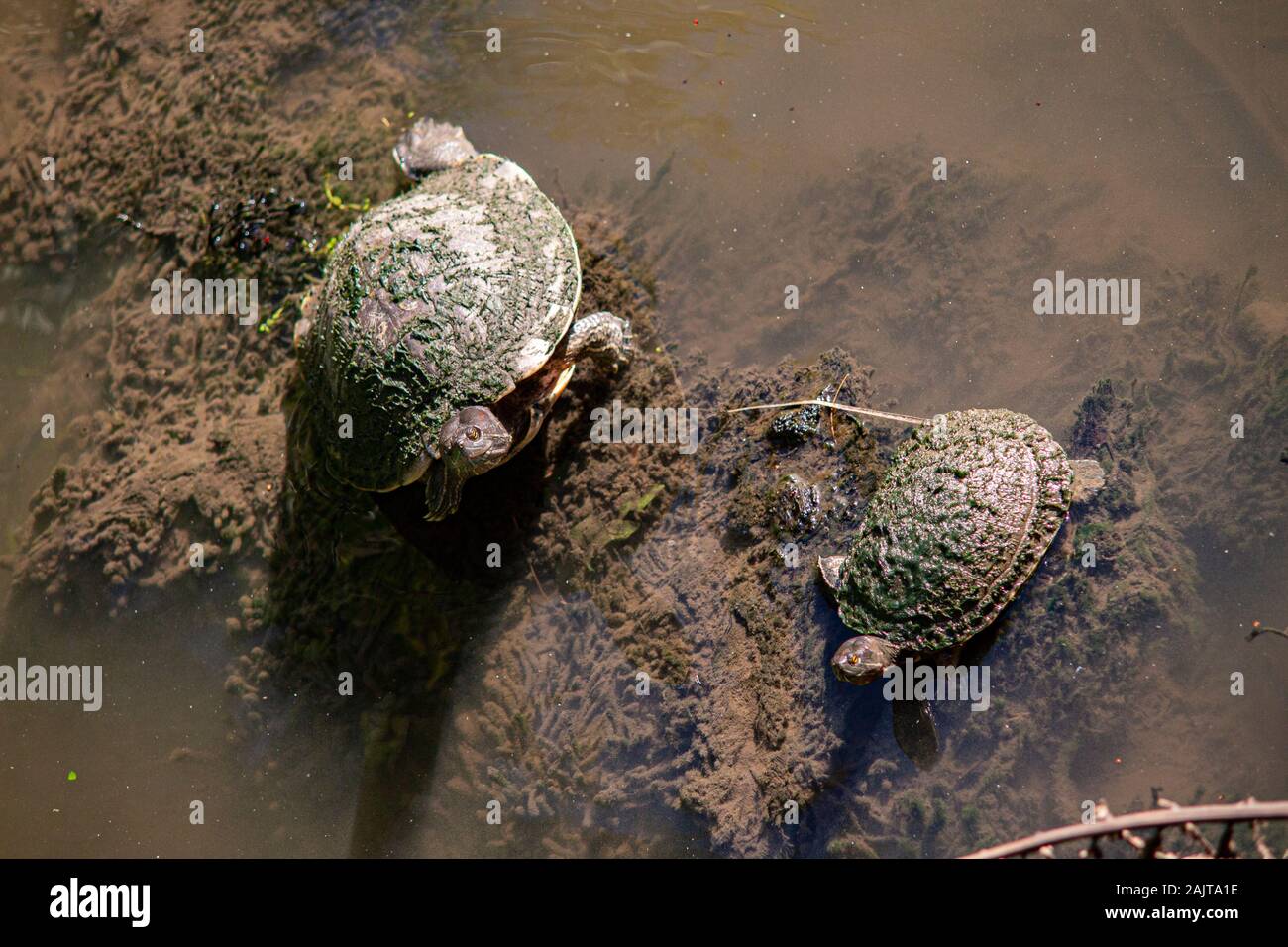 Dominican Turtle in lagoon Stock Photo - Alamy