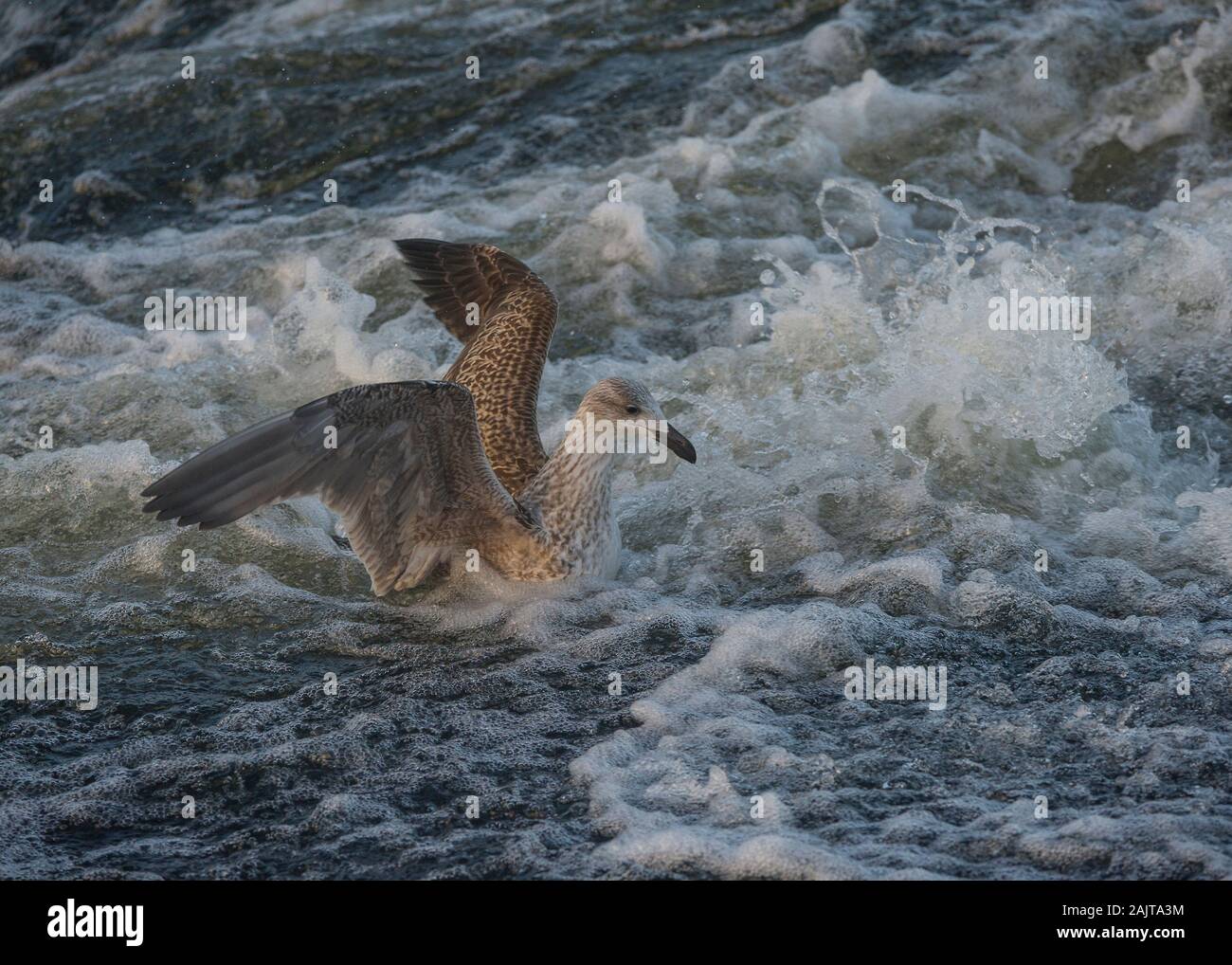 Gull great black-backed (Larus marinus), immature bird sitting in ...