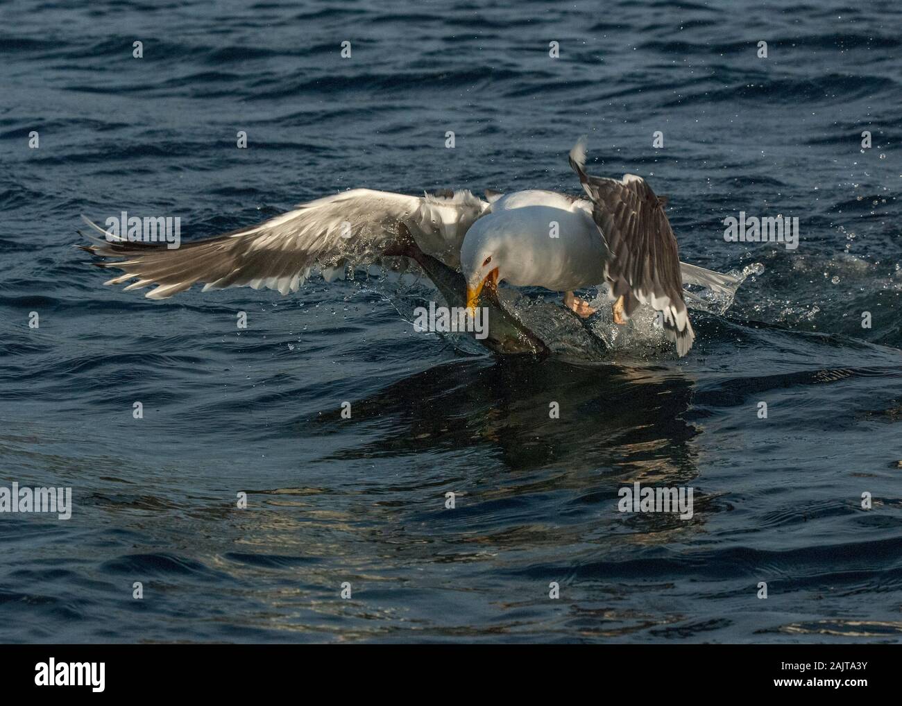 Gull with very large fish hi-res stock photography and images - Alamy