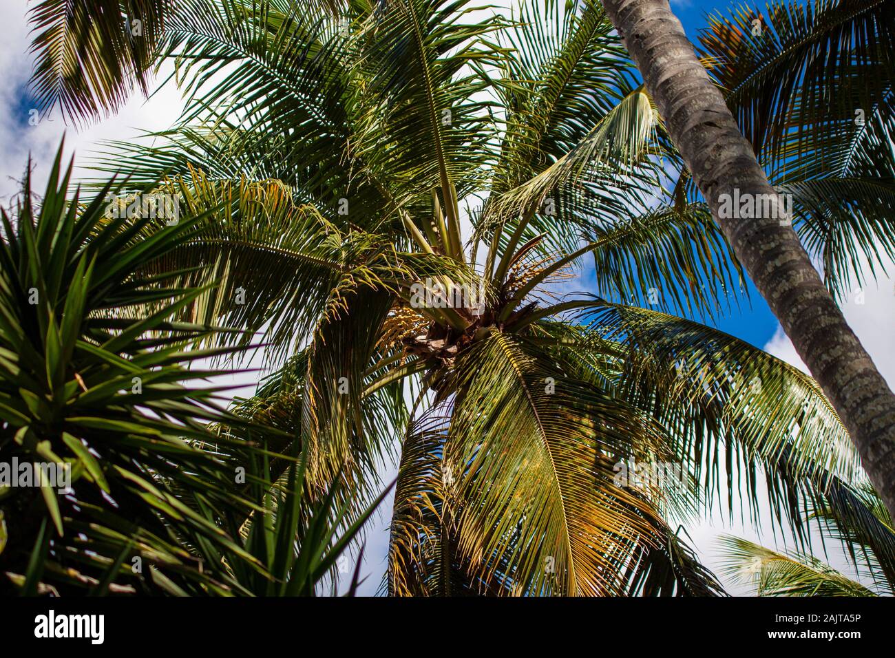 Dominican Palm tree 5 Stock Photo - Alamy