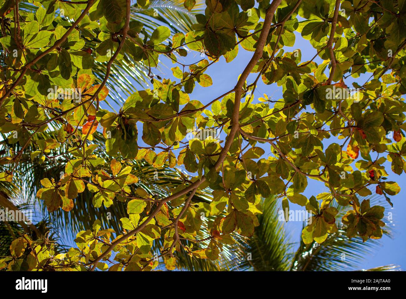 Dominican Vegetation Detail 6 Stock Photo - Alamy