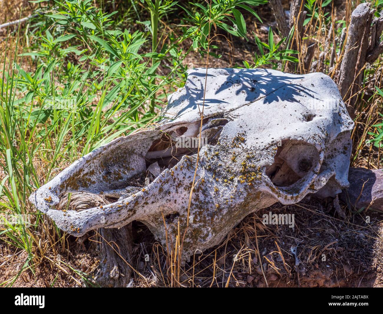 Steer skull ranch hi-res stock photography and images - Alamy