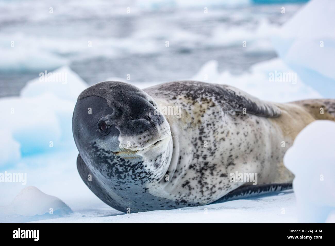 Leopard Seal (Hydrurga leptonyx) Antarctica Stock Photo - Alamy