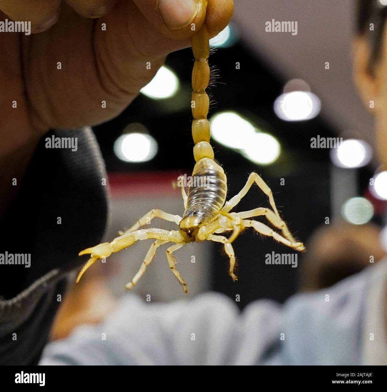 Two kinds of snakes hi-res stock photography and images - Alamy