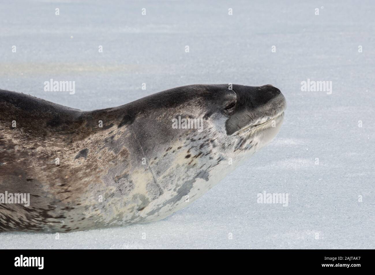 Leopard Seal (Hydrurga leptonyx) Antarctica Stock Photo - Alamy