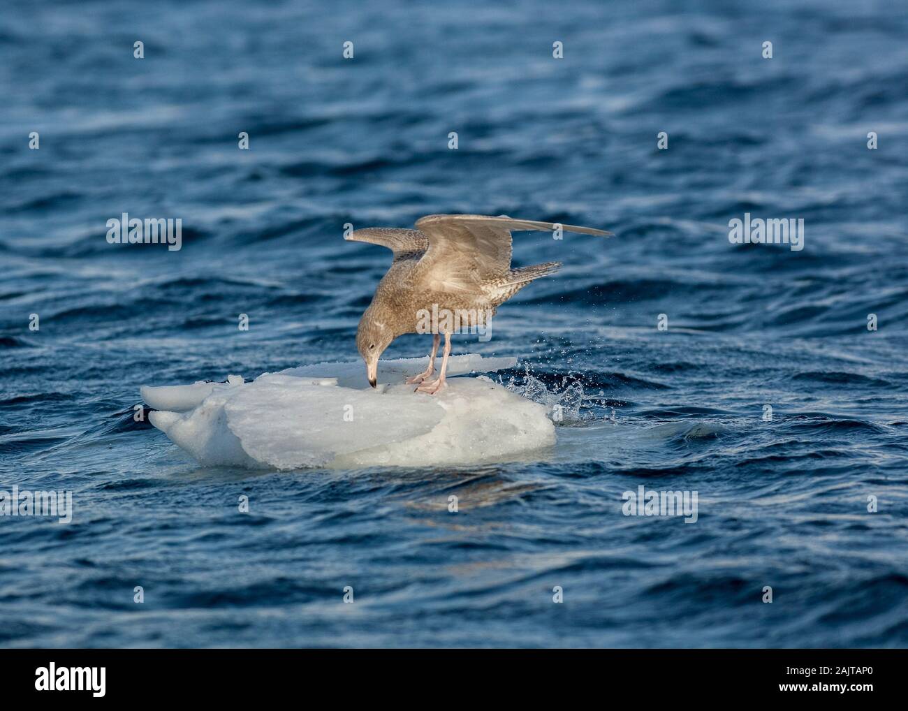 Gull glaucous (Larus hyperboreus), sitting on floating ice, Båtsfjord ...