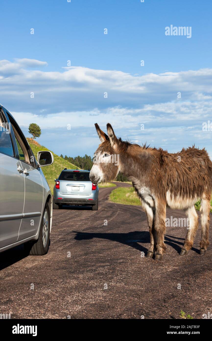 An old shaggy donkey stands on the pavement and begs for a treat as ...