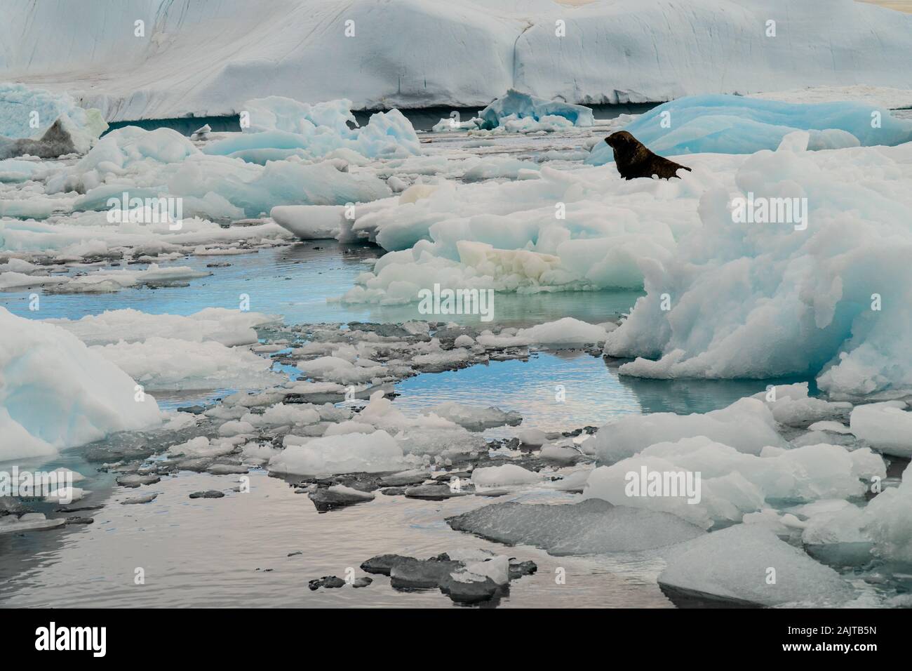 Seal on iceberg hi-res stock photography and images - Alamy