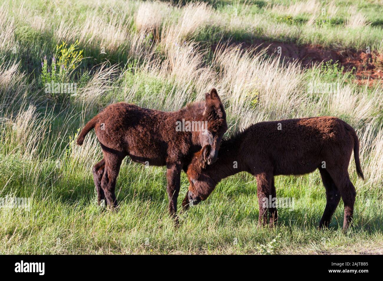 Two young donkeys play in the grass next to a hill in the afternoon ...
