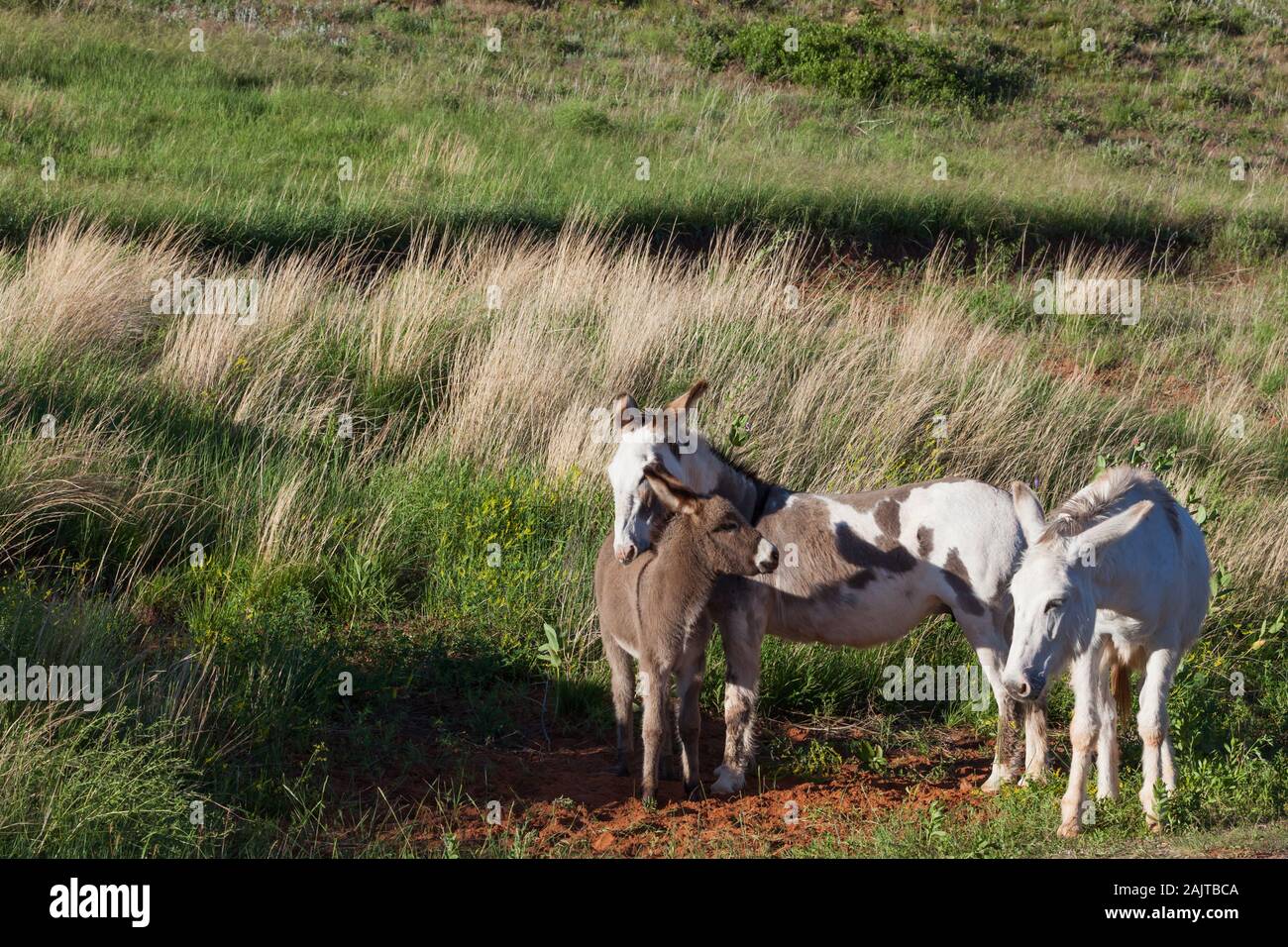 Baby burro hi-res stock photography and images - Alamy