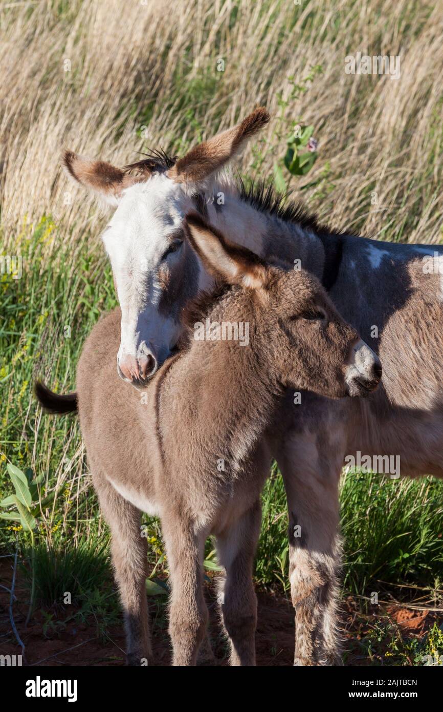 Back posture mother hi-res stock photography and images - Alamy