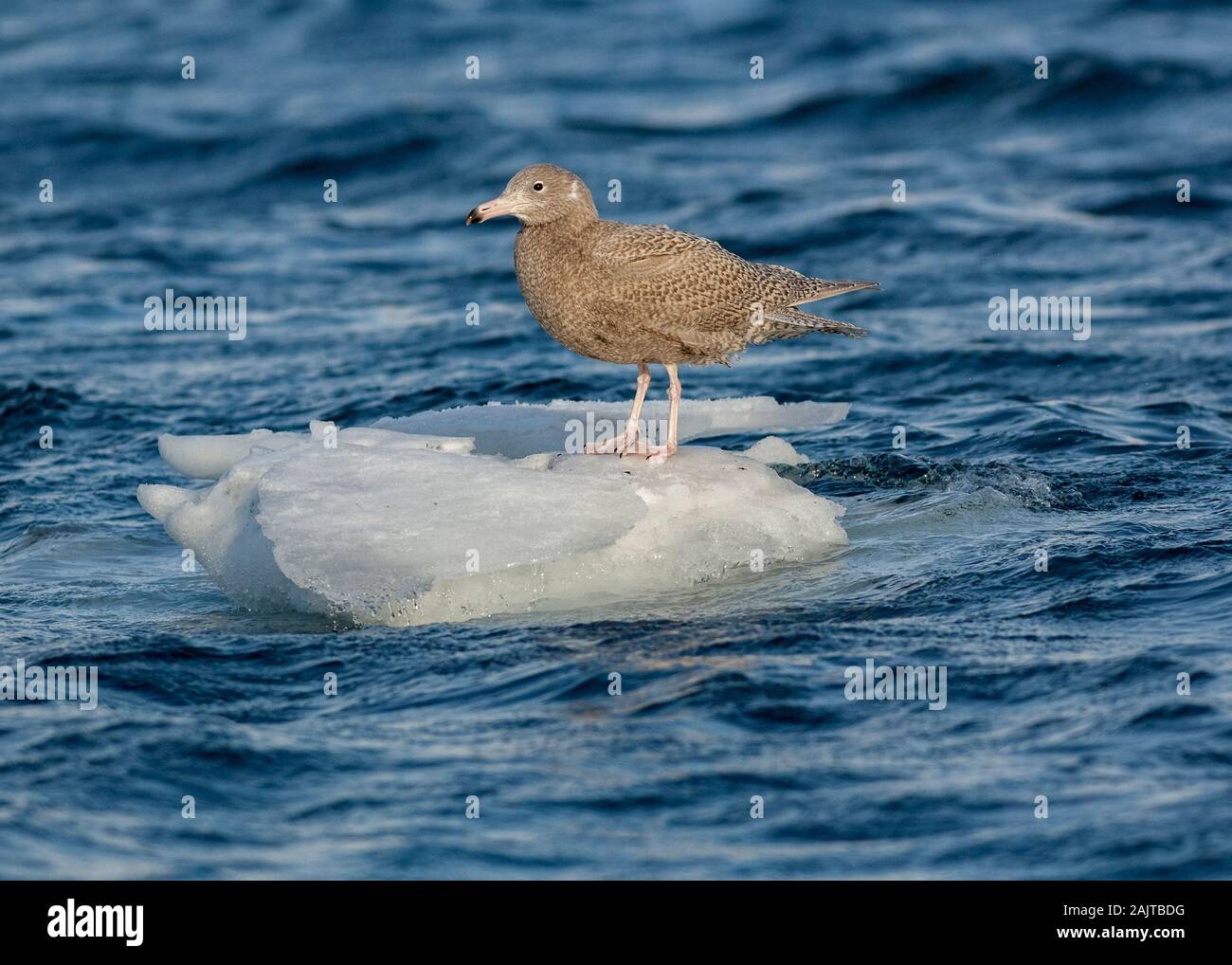 Gull glaucous (Larus hyperboreus), sitting on floating ice, Båtsfjord ...