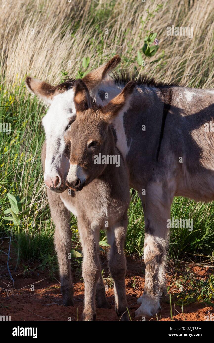 A mother donkey rest her head over the back of her baby in a protective ...