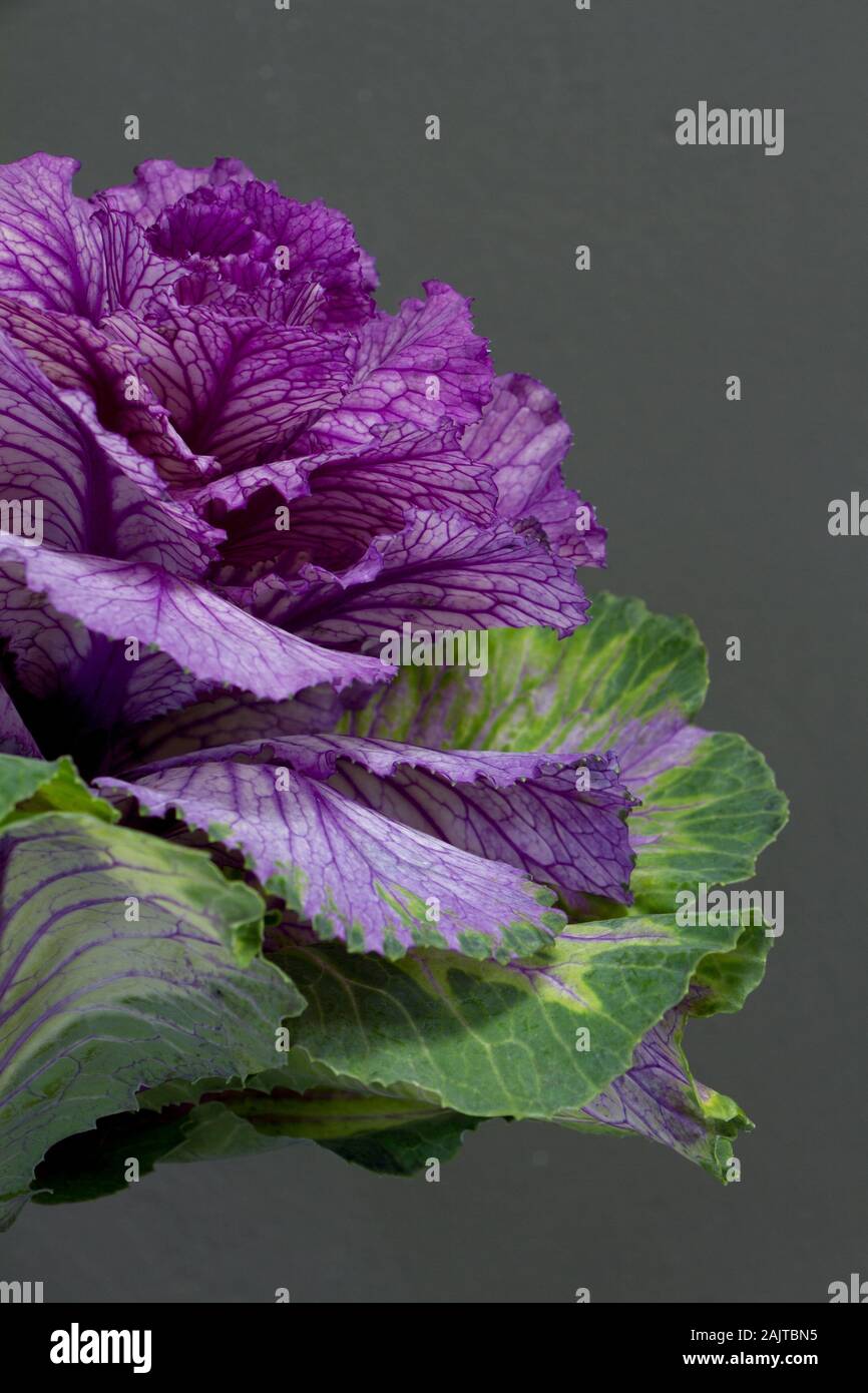 Brassica Oleracea Capitata or decorative cabbage on a grey background ...