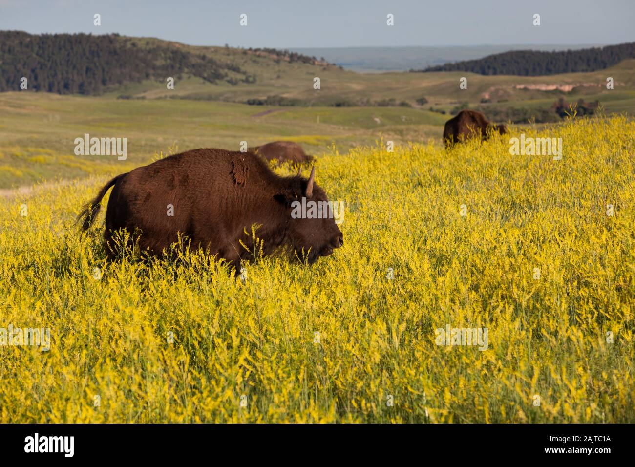 A young bison walks through the tall yellow wildflowers that are ...