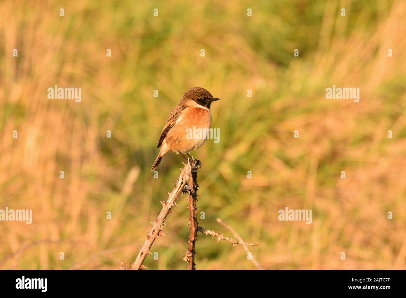 Dead Twig High Resolution Stock Photography and Images - Alamy