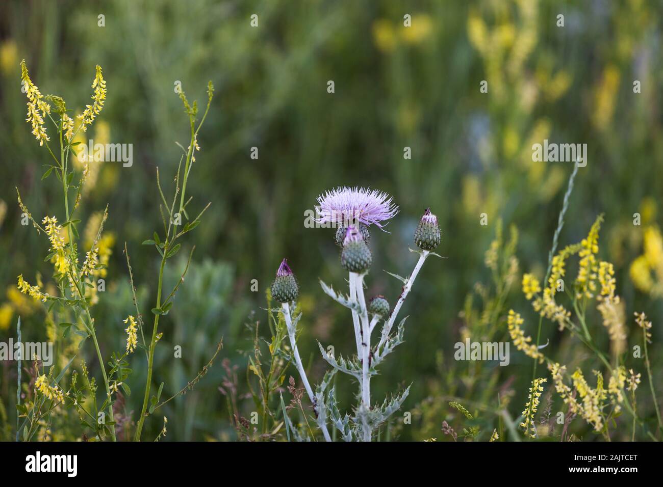 A thistle plant with one open purple bloom and a soft background of ...