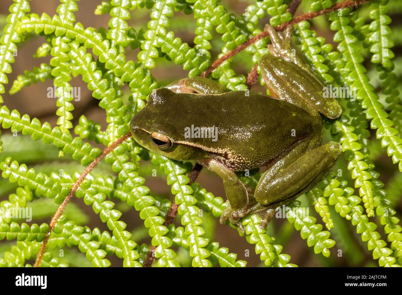 Leaf-green Tree Frog resting on Coral Fern Stock Photo - Alamy