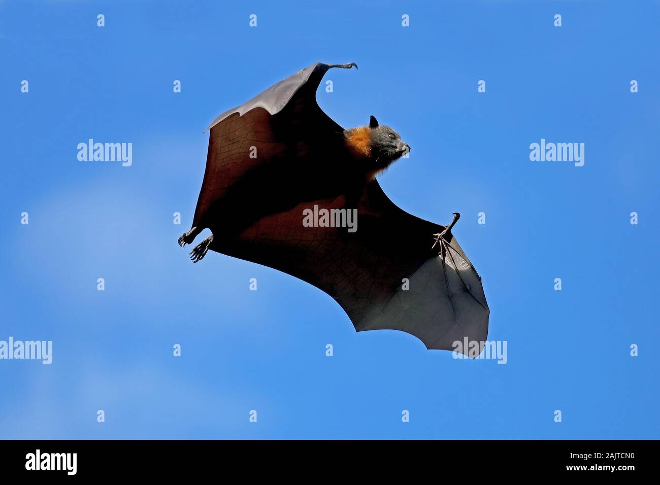 Grey-headed Flying Fox in flight Stock Photo - Alamy