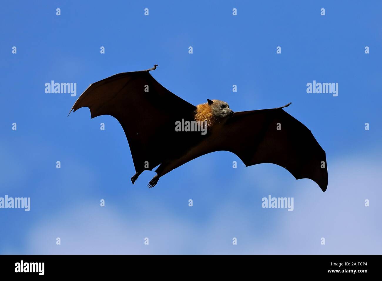 Grey-headed Flying Fox in flight Stock Photo - Alamy