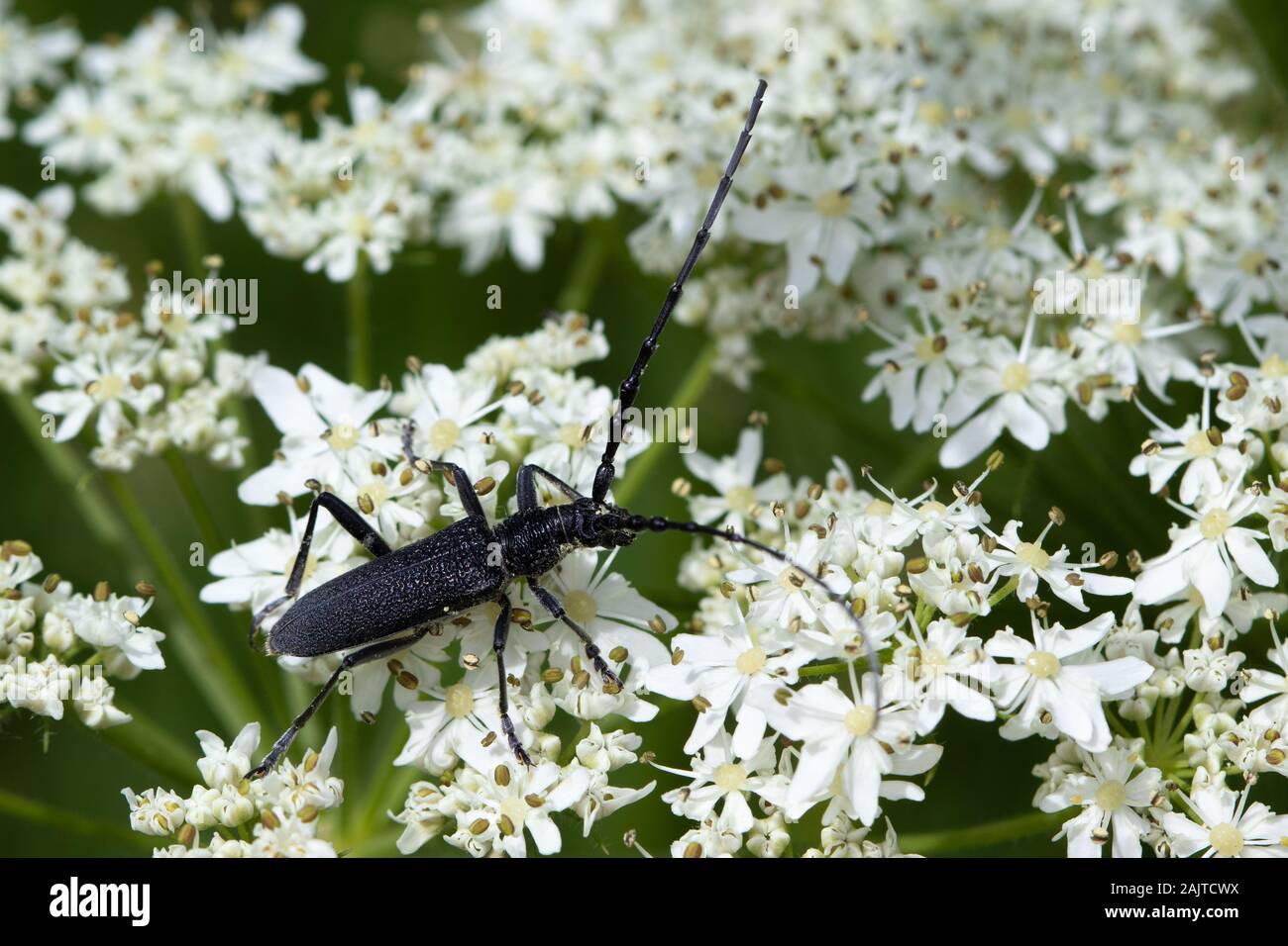 Capricorn beetle hi-res stock photography and images - Alamy