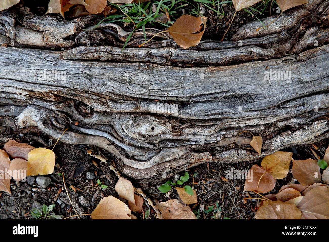 Closeup of a tree root in a lawn with line pattern and dried leaves ...