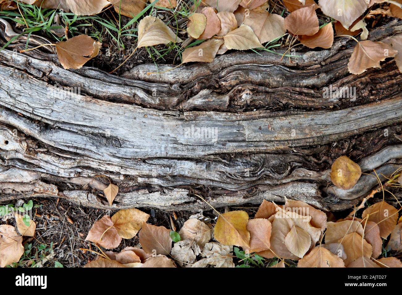 Closeup of a tree root in a lawn with line pattern and dried leaves ...