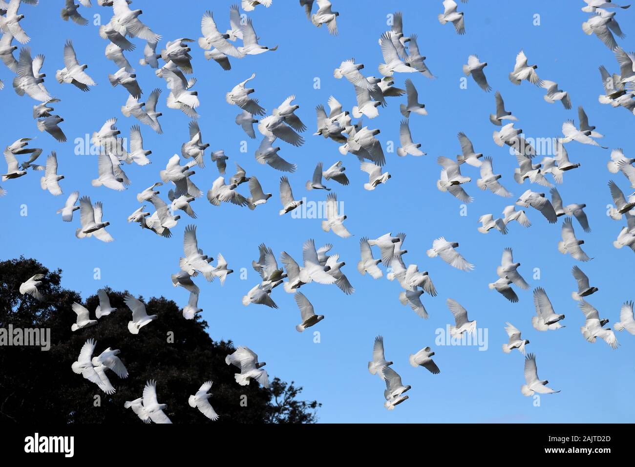 Flock of Little Corella's Stock Photo - Alamy