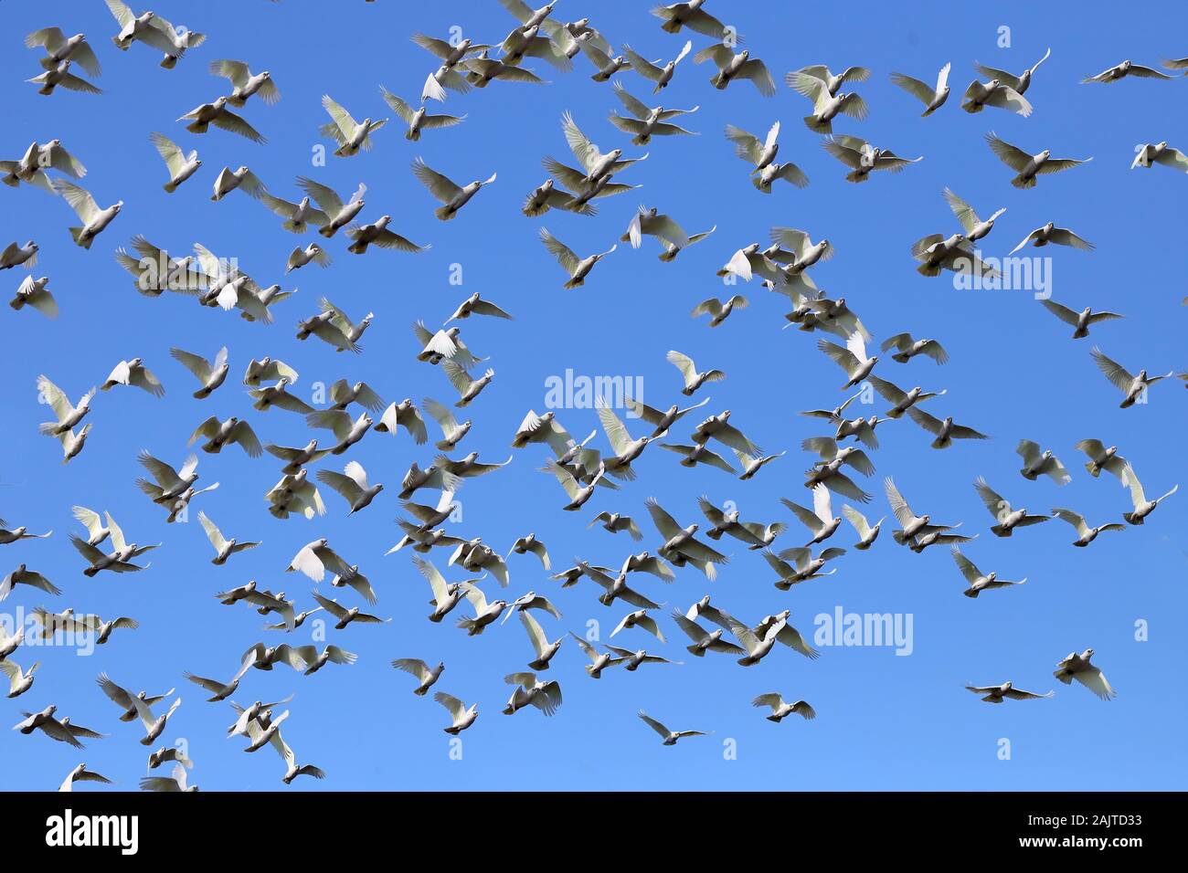 Flock of Little Corella's Stock Photo - Alamy