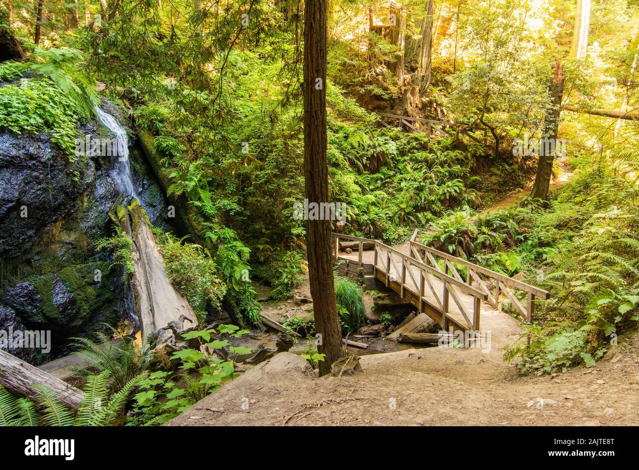 Hiking trail with bridge to waterfall in california rainforest Stock ...