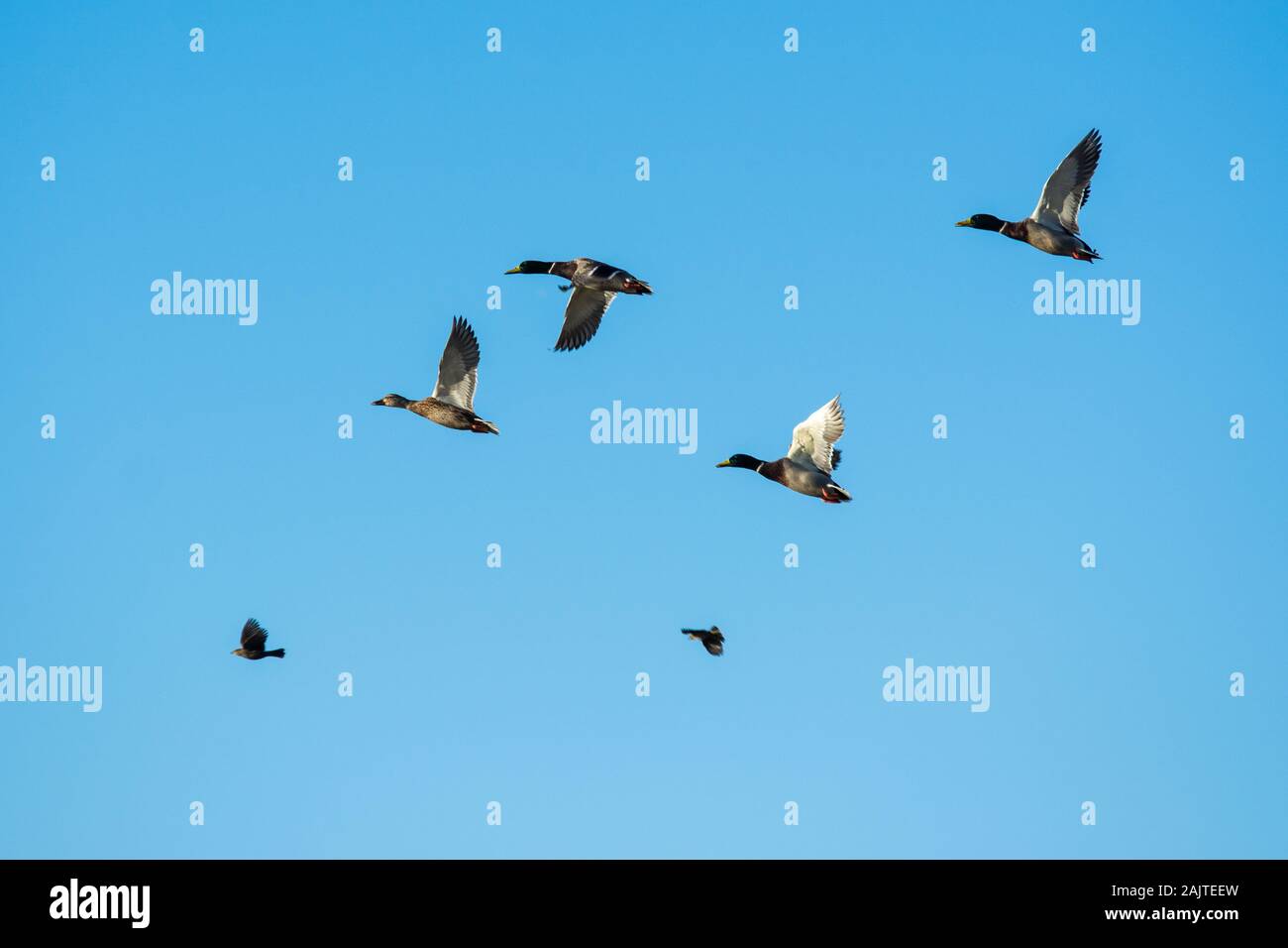 Mallard duck male drakes flock flying Stock Photo - Alamy