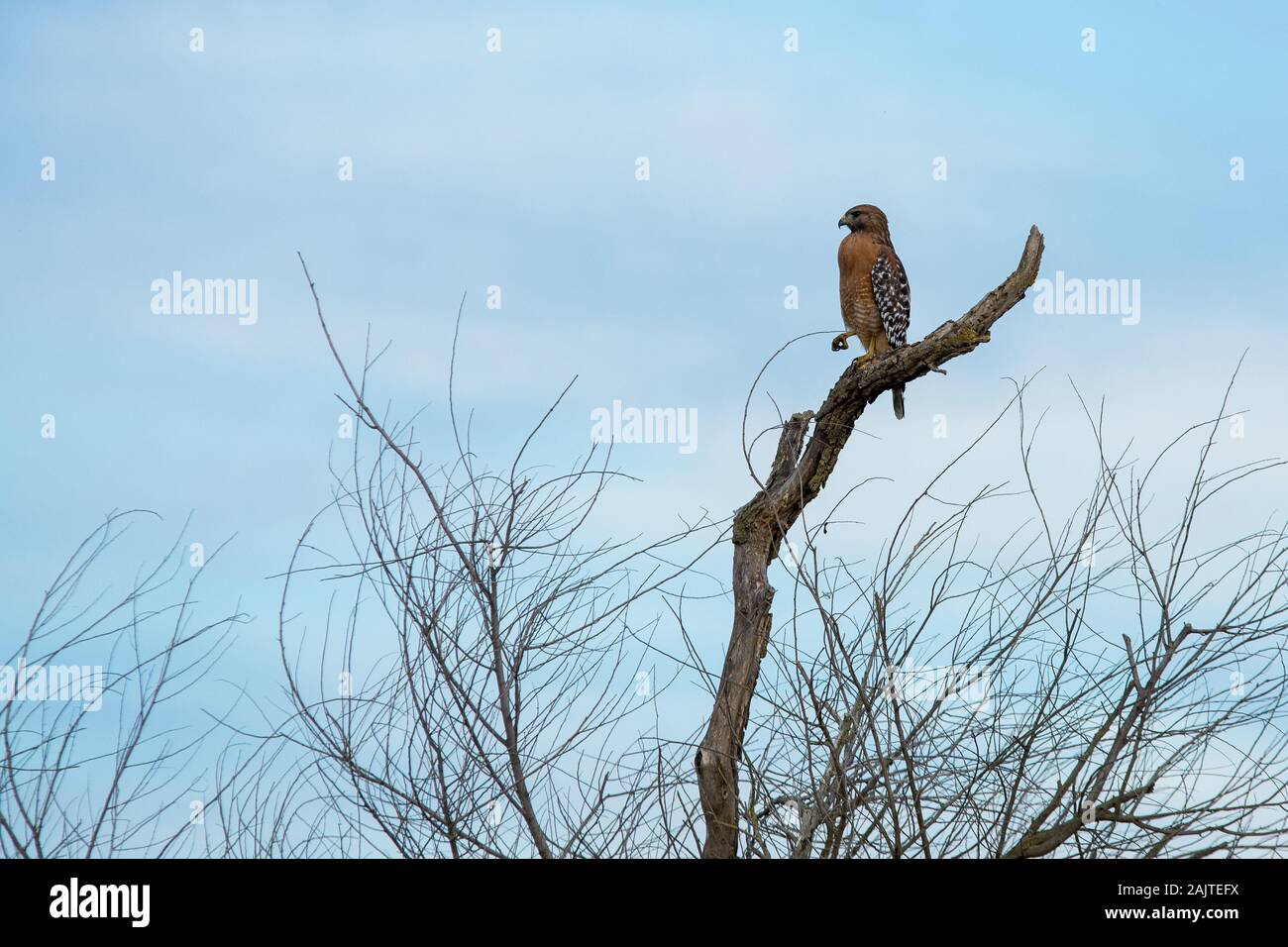 Red shouldered hawk perched in tree hi-res stock photography and images ...