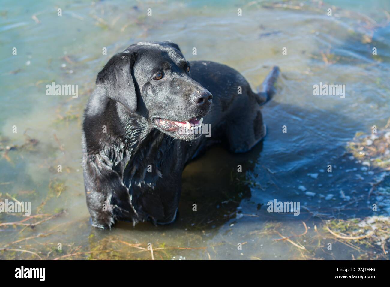 Portrait black labrador retrieving hi-res stock photography and images ...