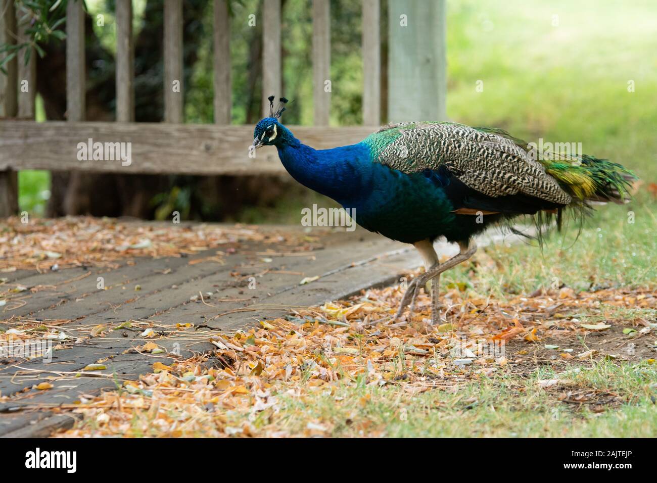 Peacock walking in a park Stock Photo - Alamy