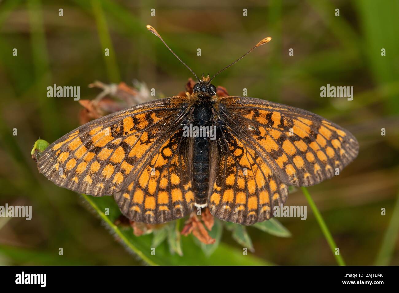 Melitaea hi-res stock photography and images - Alamy