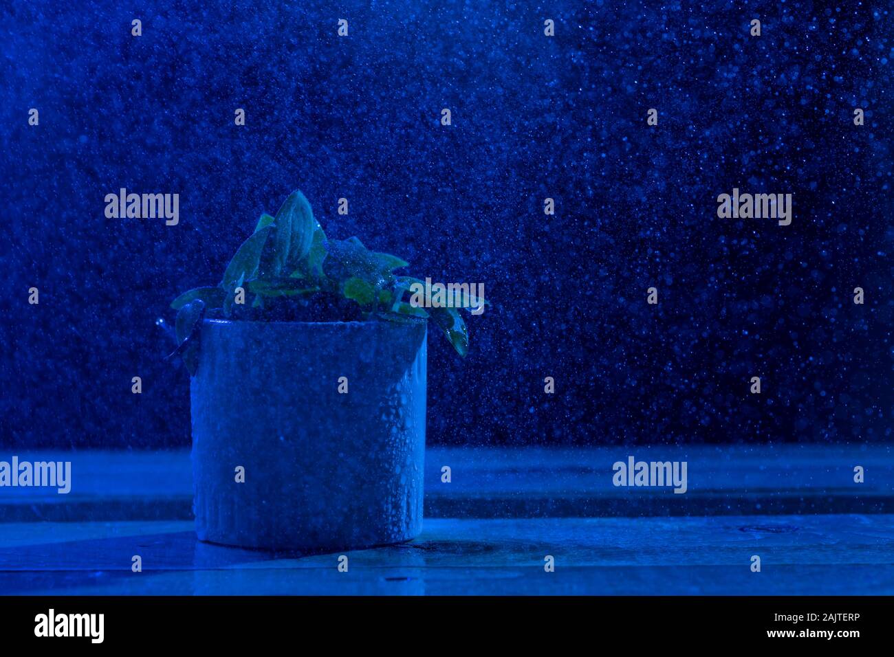 Sccculent plant on wooden tabletop sprayed with water particles in ...