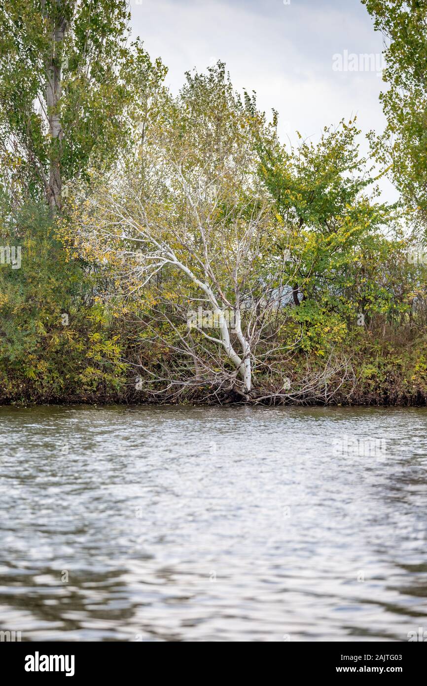 White poplar tree hi-res stock photography and images - Alamy