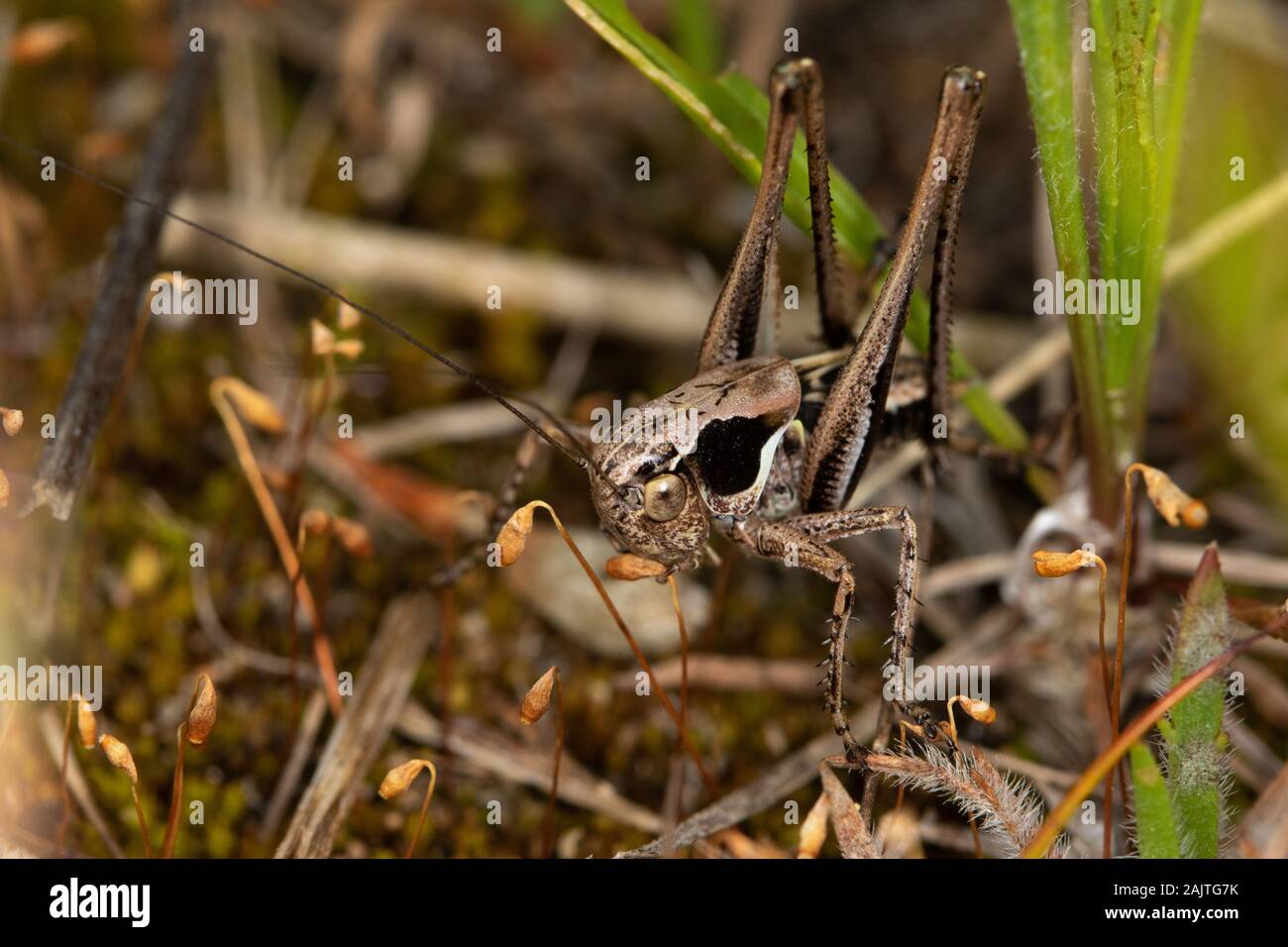 Bushcricket hi-res stock photography and images - Alamy