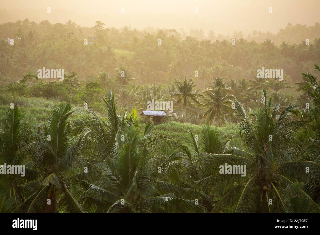Coconut plantation philippines hi-res stock photography and images - Alamy