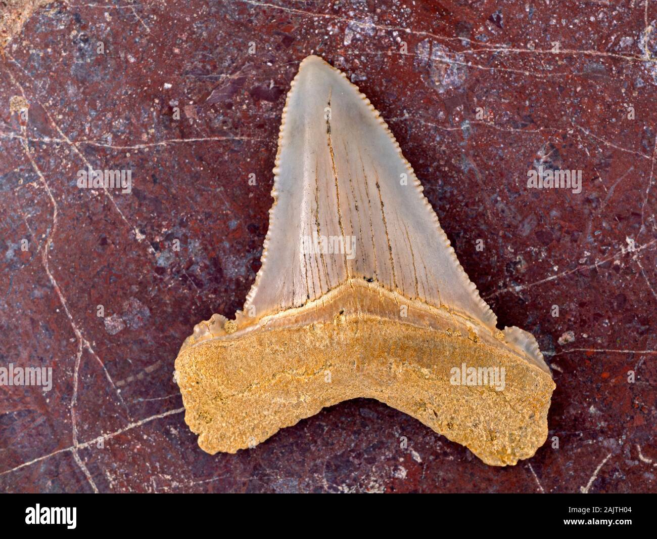 Carcharocles chubutensis ("chubby") shark tooth, laying on rock. This ...