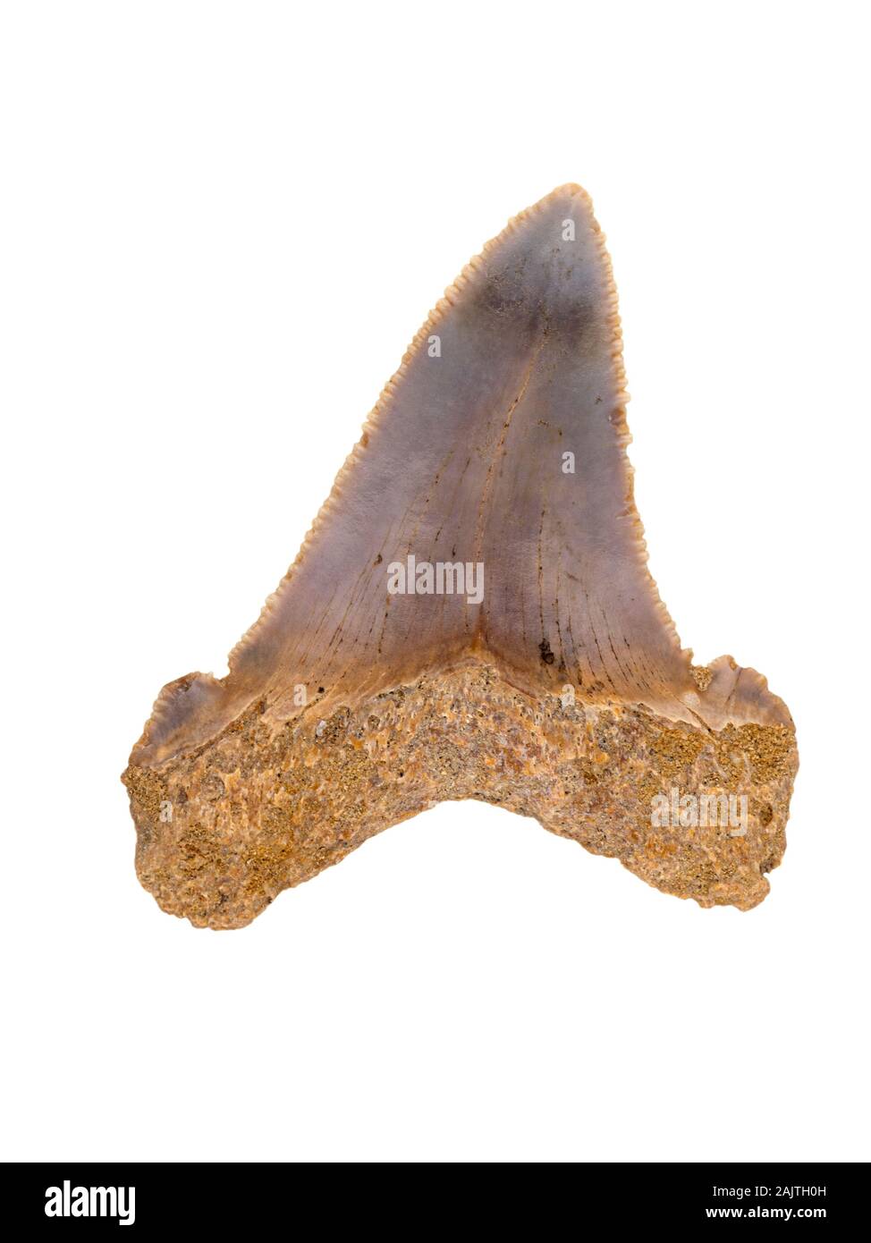 Carcharocles chubutensis ("chubby") shark tooth, labial surface (outer ...