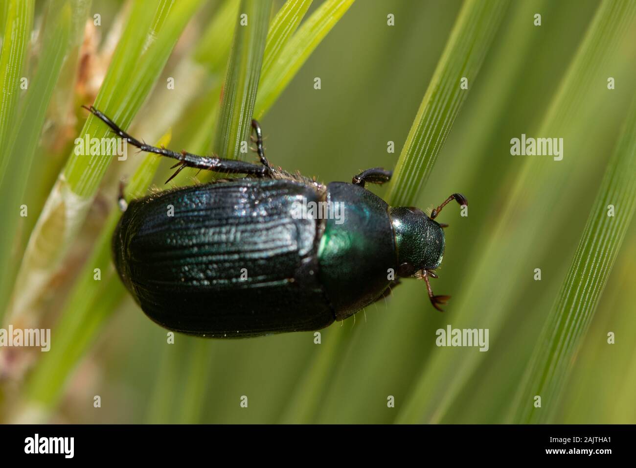 Green Dune Chafer (Anomala dubia Stock Photo - Alamy